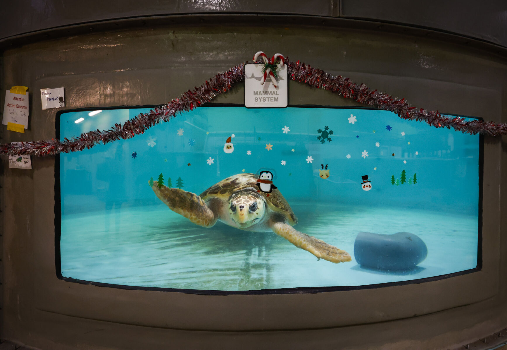 Endangered turtles receiving critical care in New Orleans | Environment ...