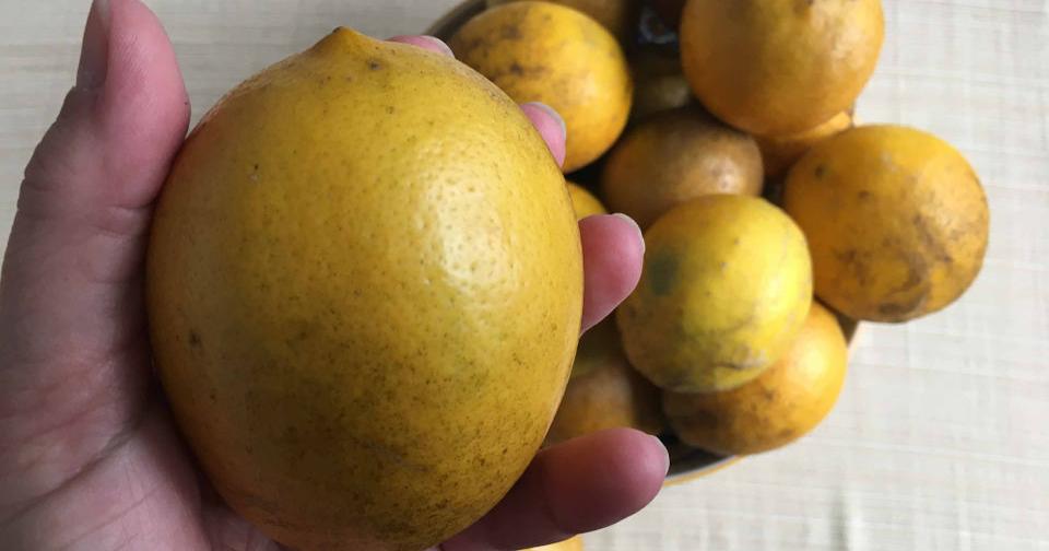 Fresh Louisiana lemon recipes for every course of your dinner | Where ...