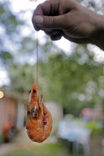 Louisiana shrimp should be celebrated like crawfish | Where NOLA Eats ...
