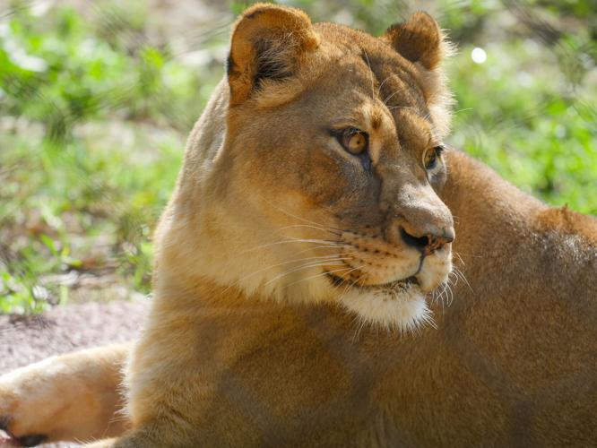 Sponsored: Lions at Audubon Zoo | Sponsored: Audubon Nature Institute ...