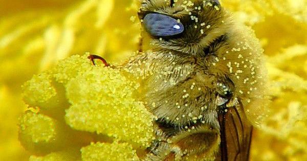 It's Pollinator Week: Take a tour of the New Orleans Audubon ...
