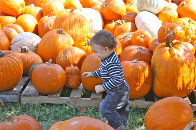 9 pumpkin patches to fall for around New Orleans | Louisiana Festivals ...