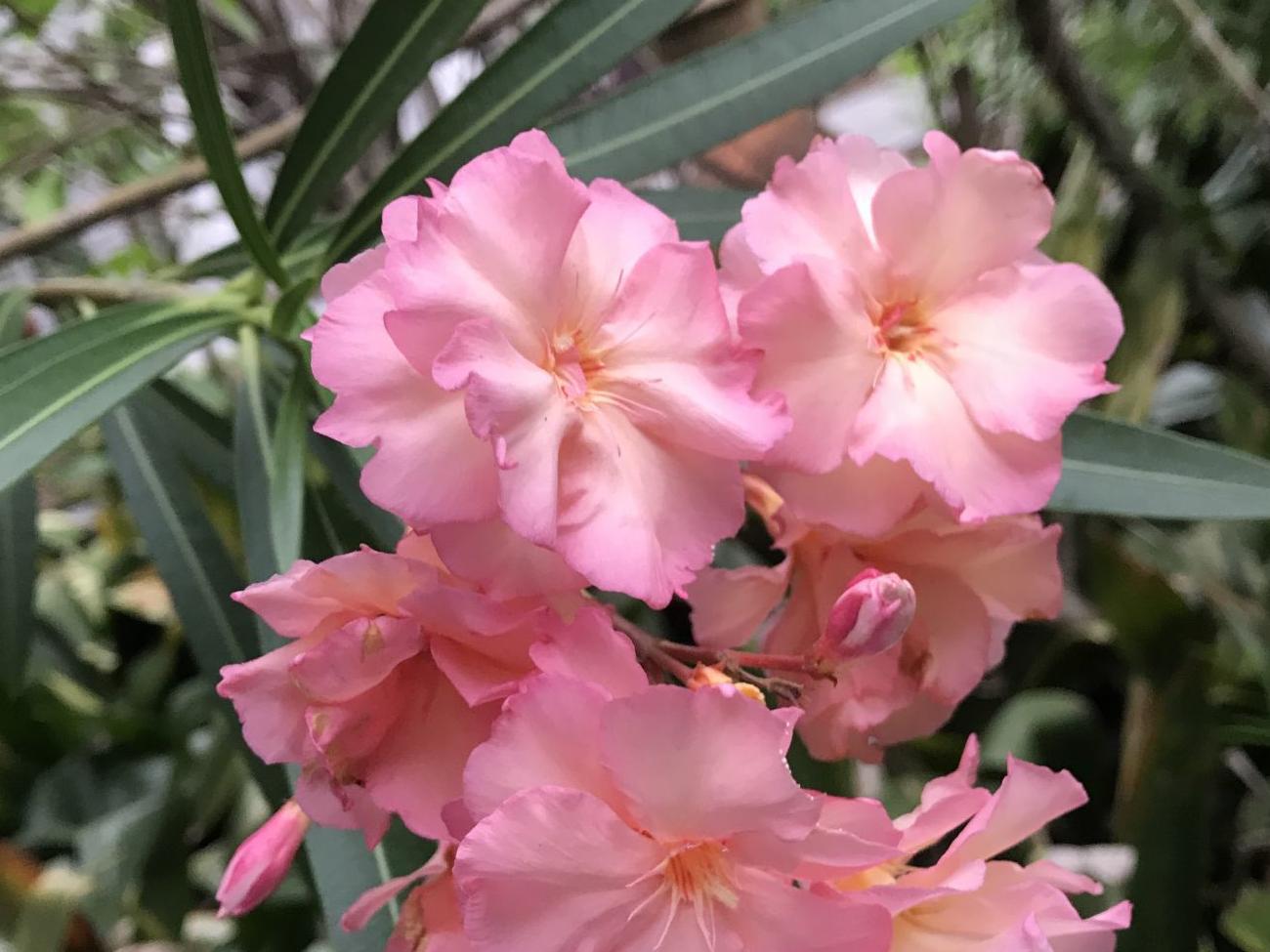 oleander flower