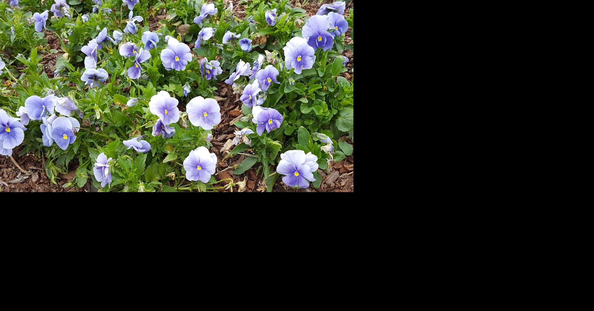 Digging In: September lawn and garden checklist: Prepare flower beds ...