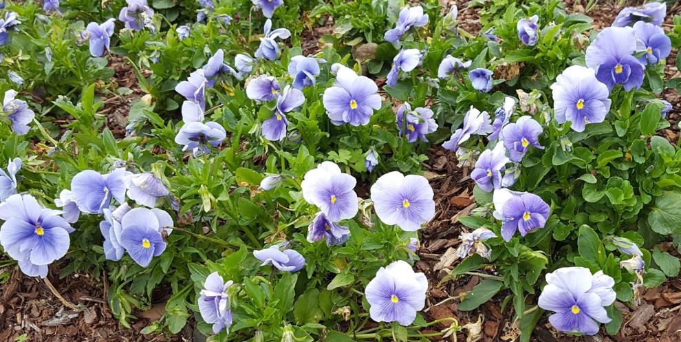 Blue flowers that will color your NOLA landscape | Home/Garden | nola.com