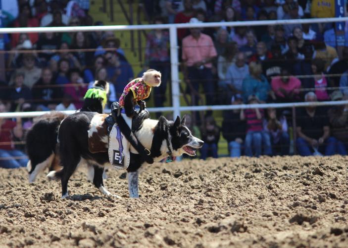 Angola Prison Rodeo, Treme Culture Fest, Satsuma Celebration and more ...