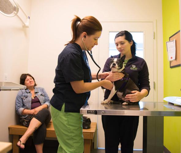 Make a New Year’s resolution to keep your pet healthy | News | nola.com