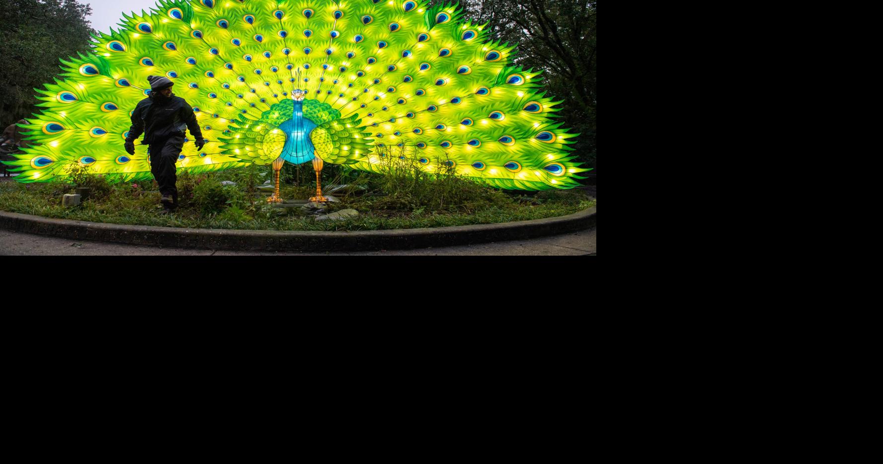 Photos: Holidays shine at Audubon Zoo as light display goes up for ...