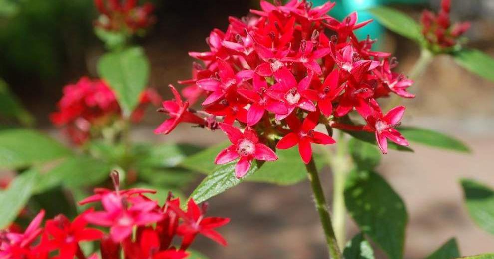 tiny red flowers in clusters name