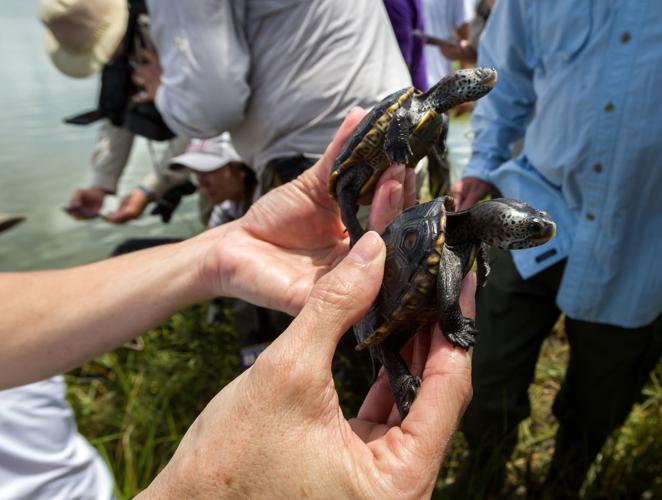 Shell game: researchers release 21 diamondback terrapins hatched from ...