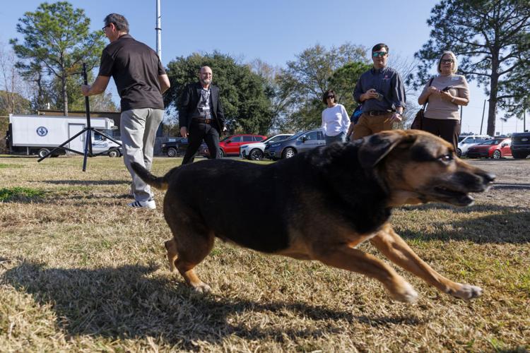 Jefferson Parish begins building east bank animal shelter | Jefferson ...