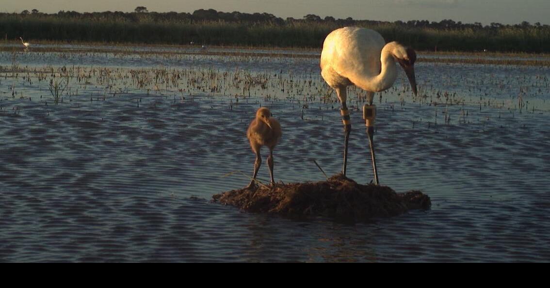 Endangered 'whoopers' hatch record 8 chicks with help of Louisiana ...
