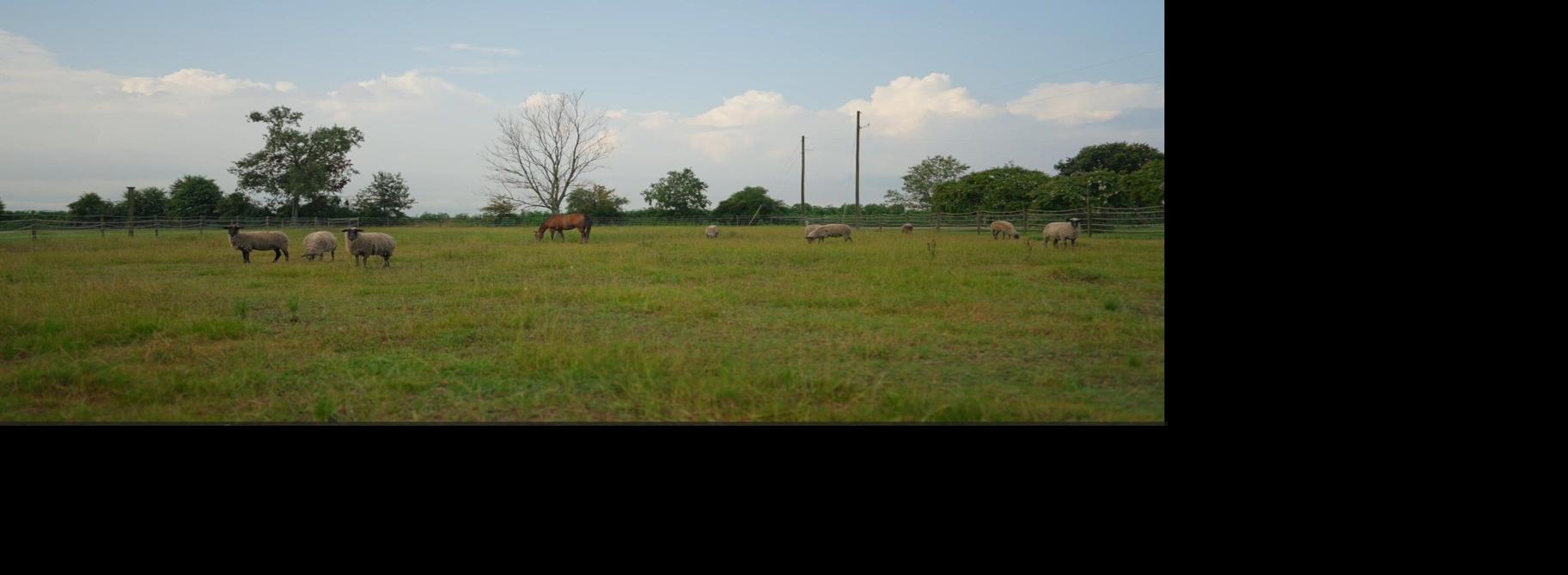 Louisiana climate friendly farmer teaches conservation | Louisiana ...
