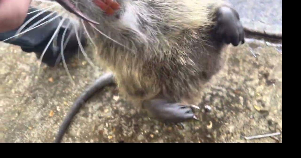 Meet the luckiest nutria rat in all of Louisiana | Multimedia | nola.com