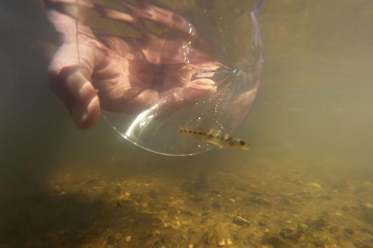 After 50 years, a tiny fish is reintroduced to the river | News | nola.com