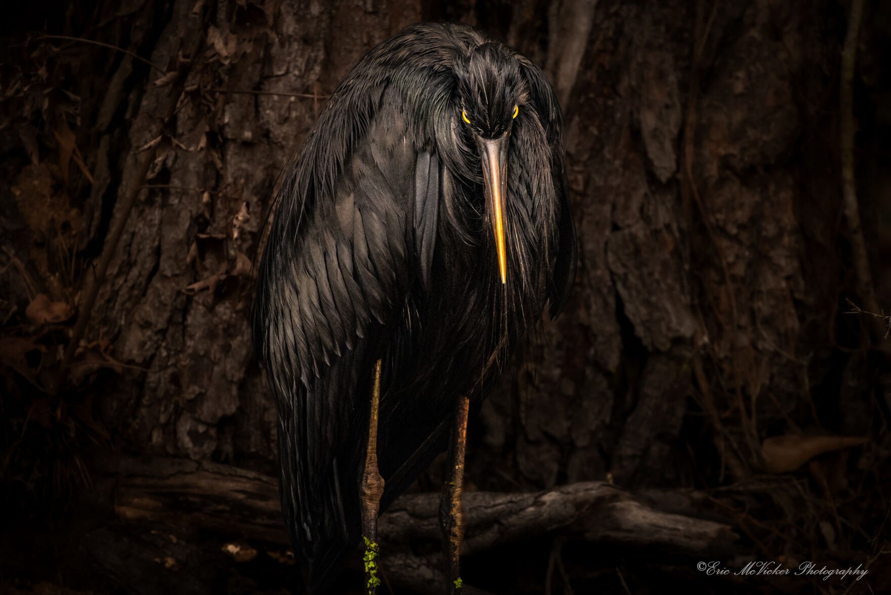 'Goth heron' near Slidell sparks debate and dismay | One Tammany | nola.com