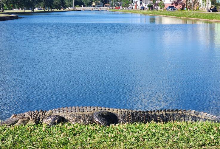Giant alligator in Bayou St. John is trapped, not killed ...