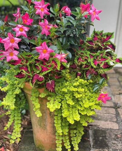 6 container plant combinations that are proven winners | Home/Garden ...