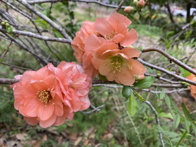 First flowers, then fruit for these Louisiana favorites | Entertainment ...