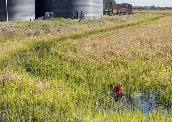 At this Acadia Parish rice farm, they're using their leftover rice to ...