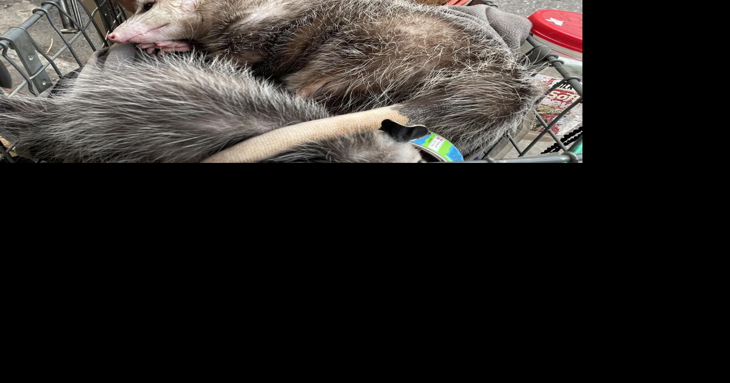 Humane Society requests return of New Orleans possum Saffron ...
