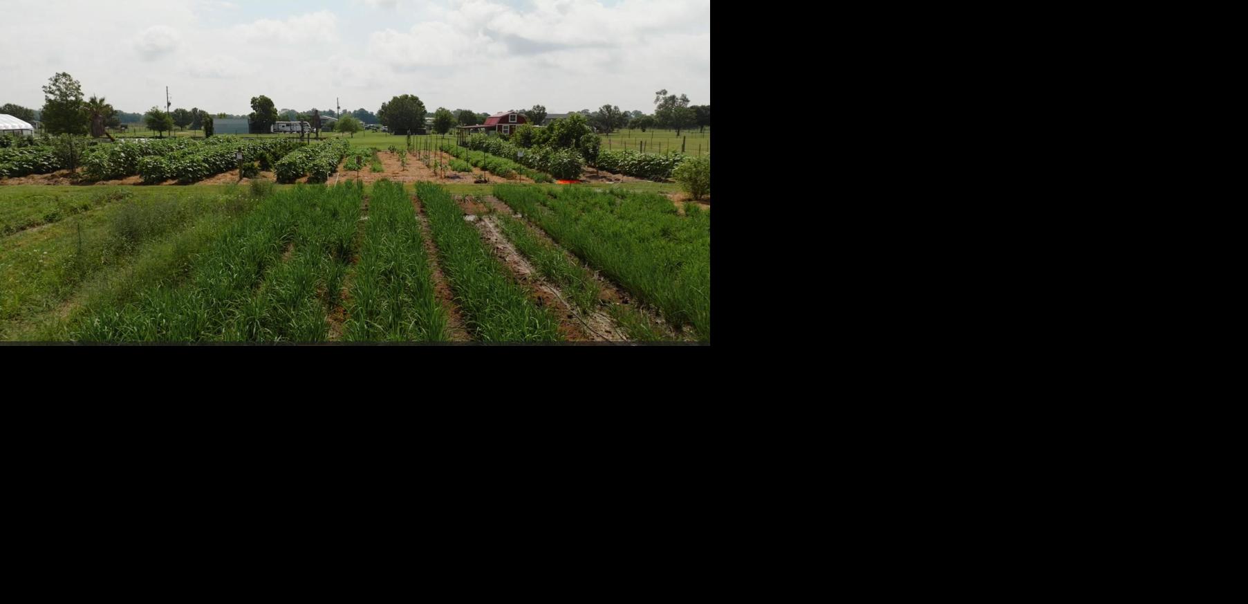Louisiana climate friendly farmer teaches conservation | Louisiana ...