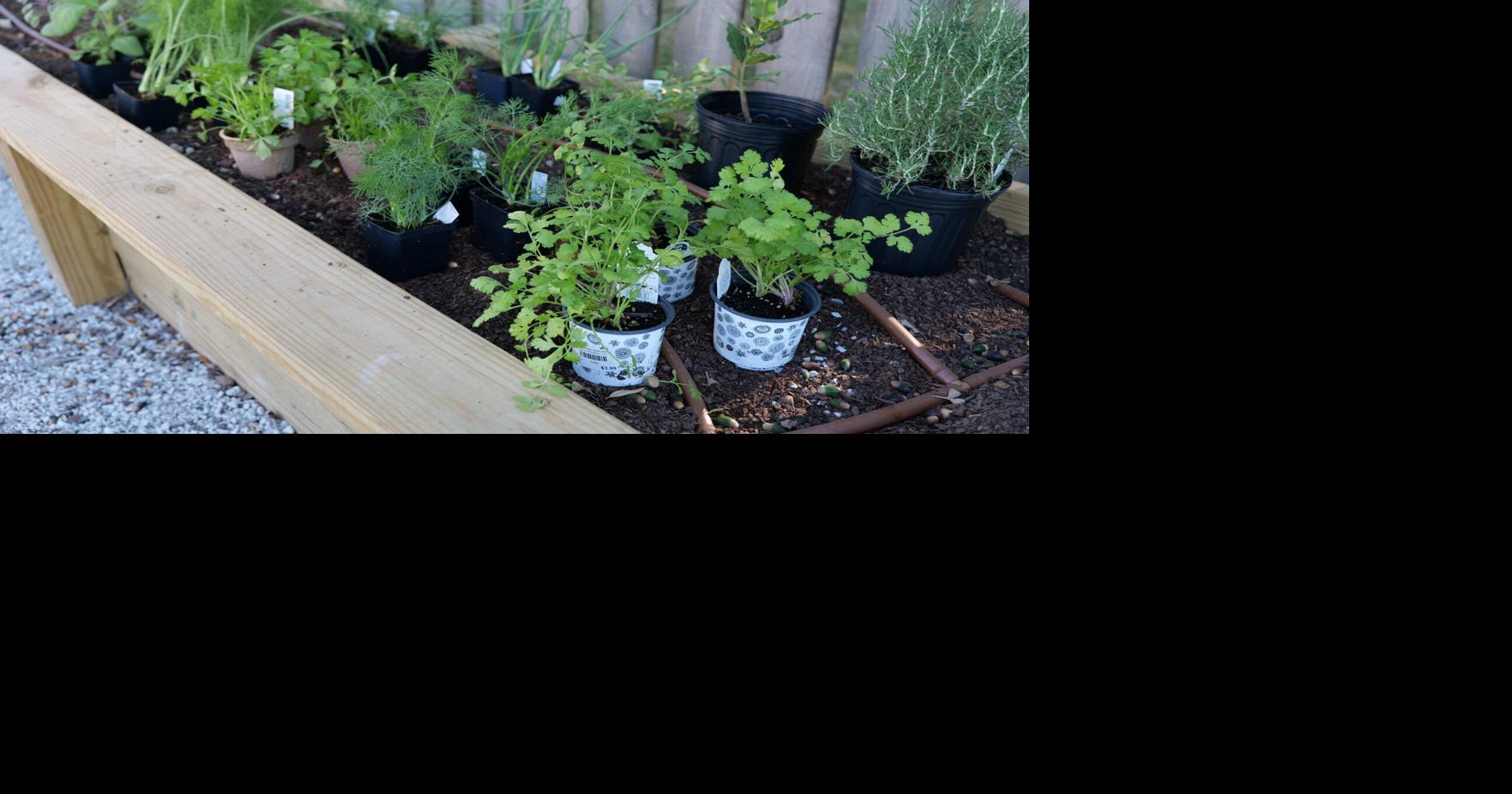 Plant cool-season herbs to kick up your holiday cooking | Entertainment ...