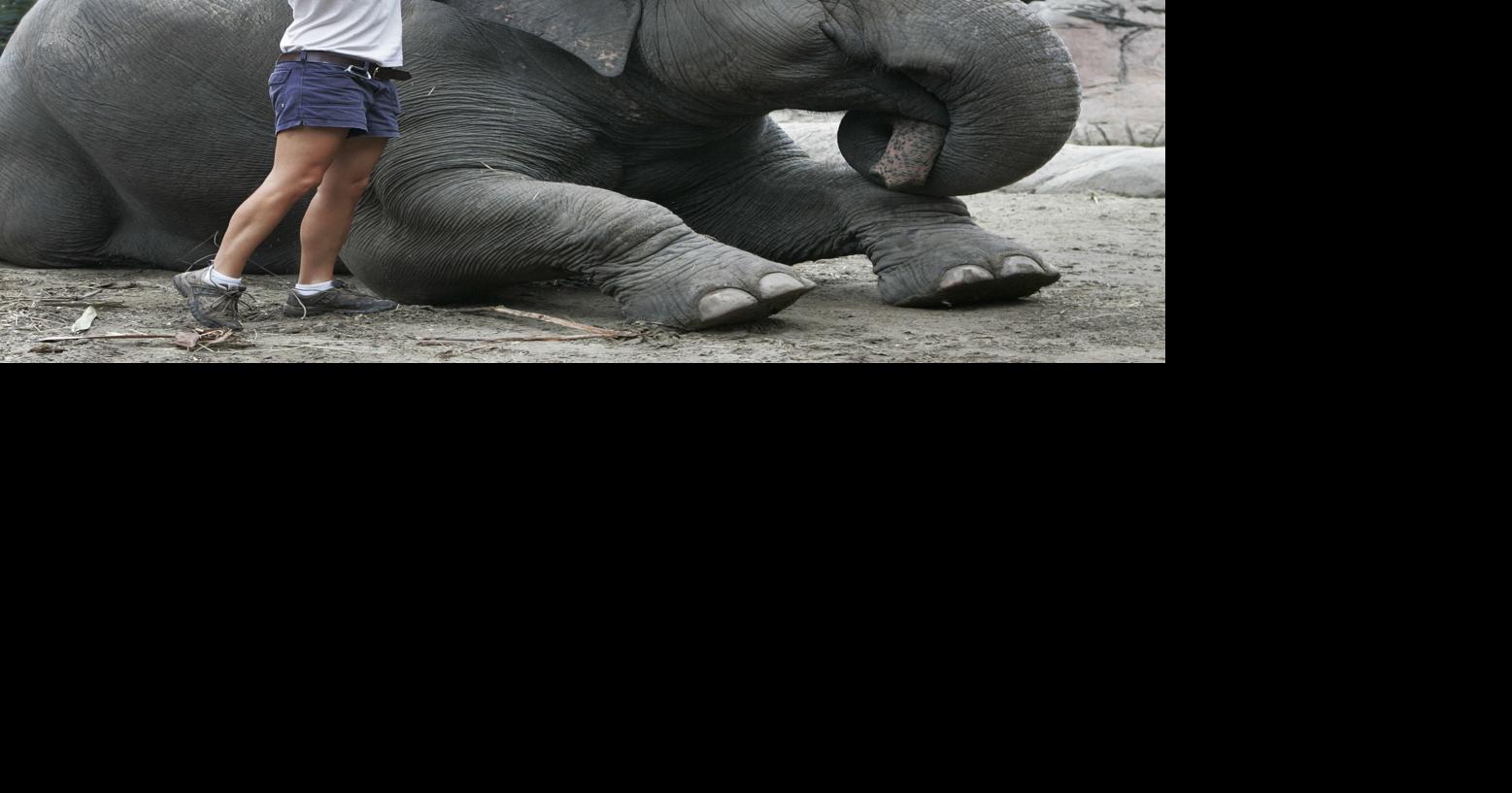 Audubon Zoo's beloved elephant Panya dies at 55 after suffering kidney ...