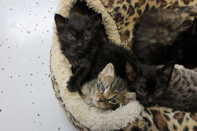 Zeus' Rescues gets permanent home in New Orleans | Archive | nola.com