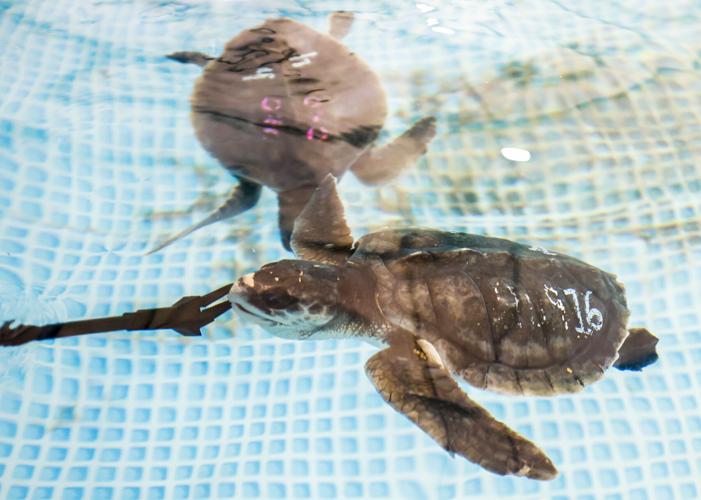 Endangered turtles receiving critical care in New Orleans | Environment ...