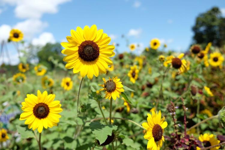 Suncredible Saturn sunflower: Stunning for small gardens ...