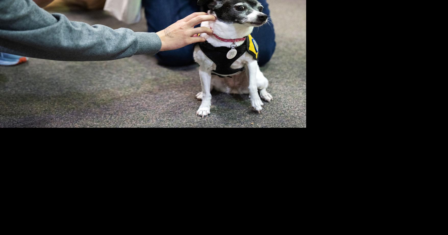 Ah choo! Allergy season is on the way for pets, too | Entertainment/Life | nola.com