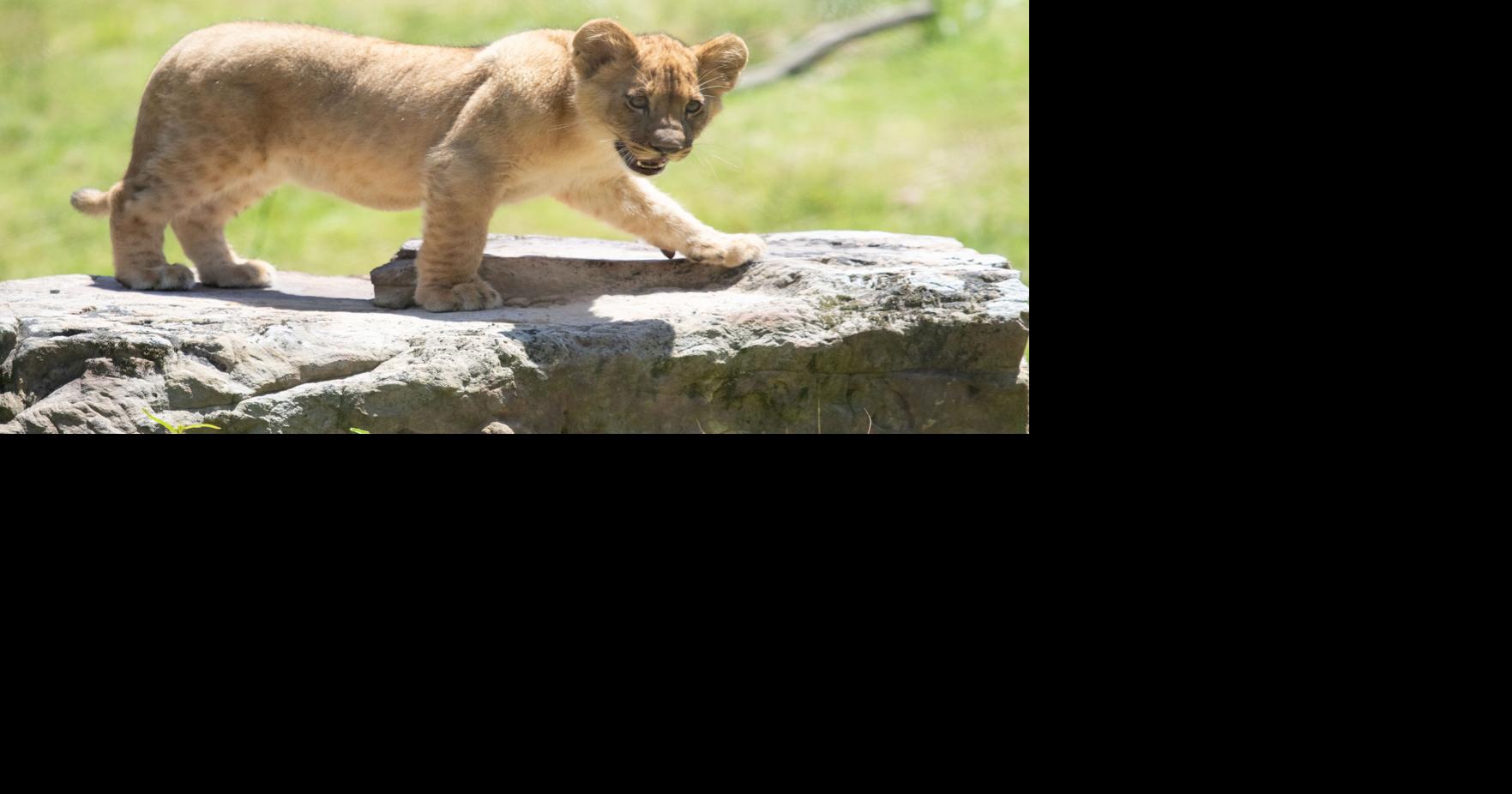 Audubon Zoo and several attractions in New Orleans City Park reopen ...