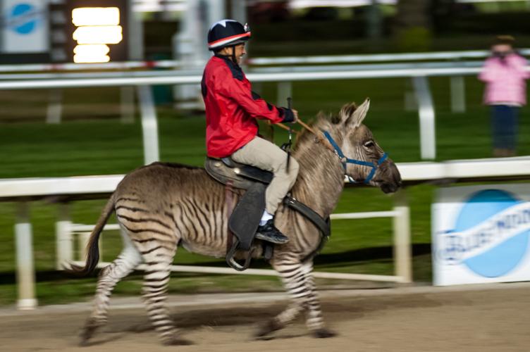 At New Orleans Fair Grounds, camels, zebras and ostriches joined horses ...