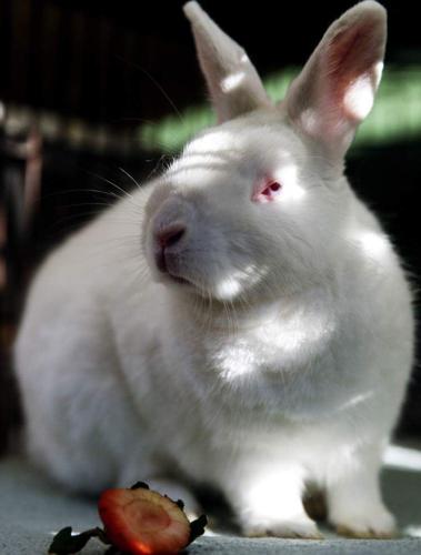 Easter photos with bunnies in New Orleans aid rabbit rescue ...