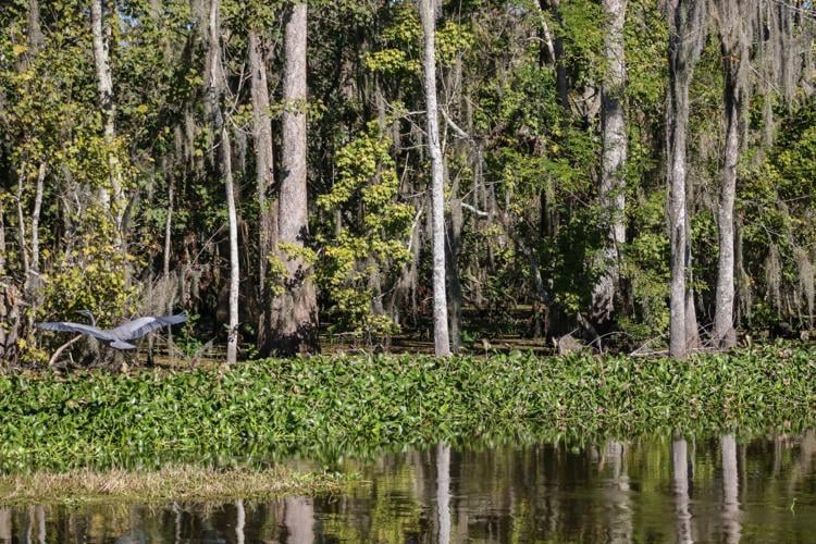 Plan to revive dying Louisiana swamp gets big funding boost | Environment | nola.com