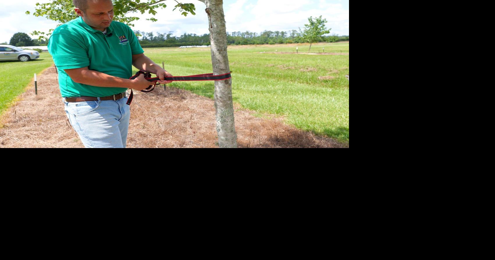 Here’s the right way to stake a new tree for support | Entertainment ...