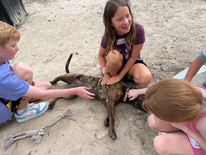 Summer camp has gone to the dogs, the cats and the kids | One Tammany ...