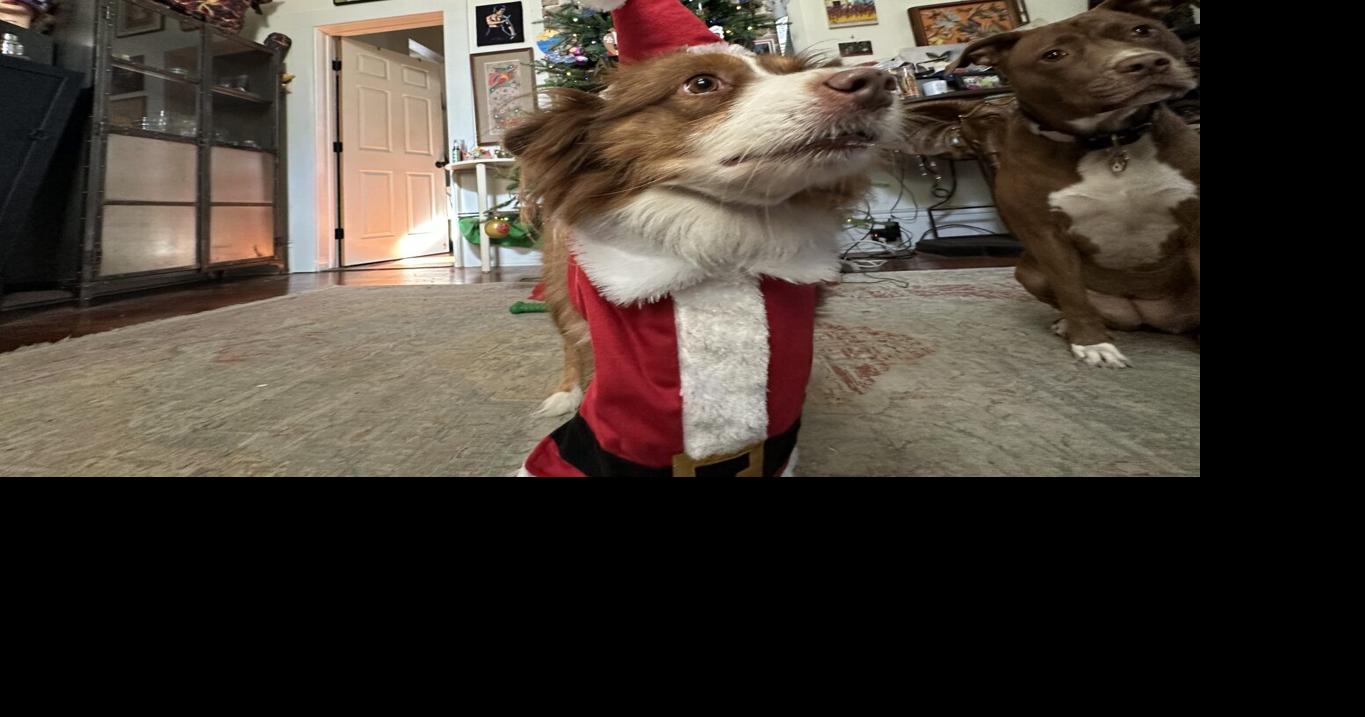 Cat Chat! With Pretty Pretty Princess Meow Meow Jawsy Jaws | Pets ...