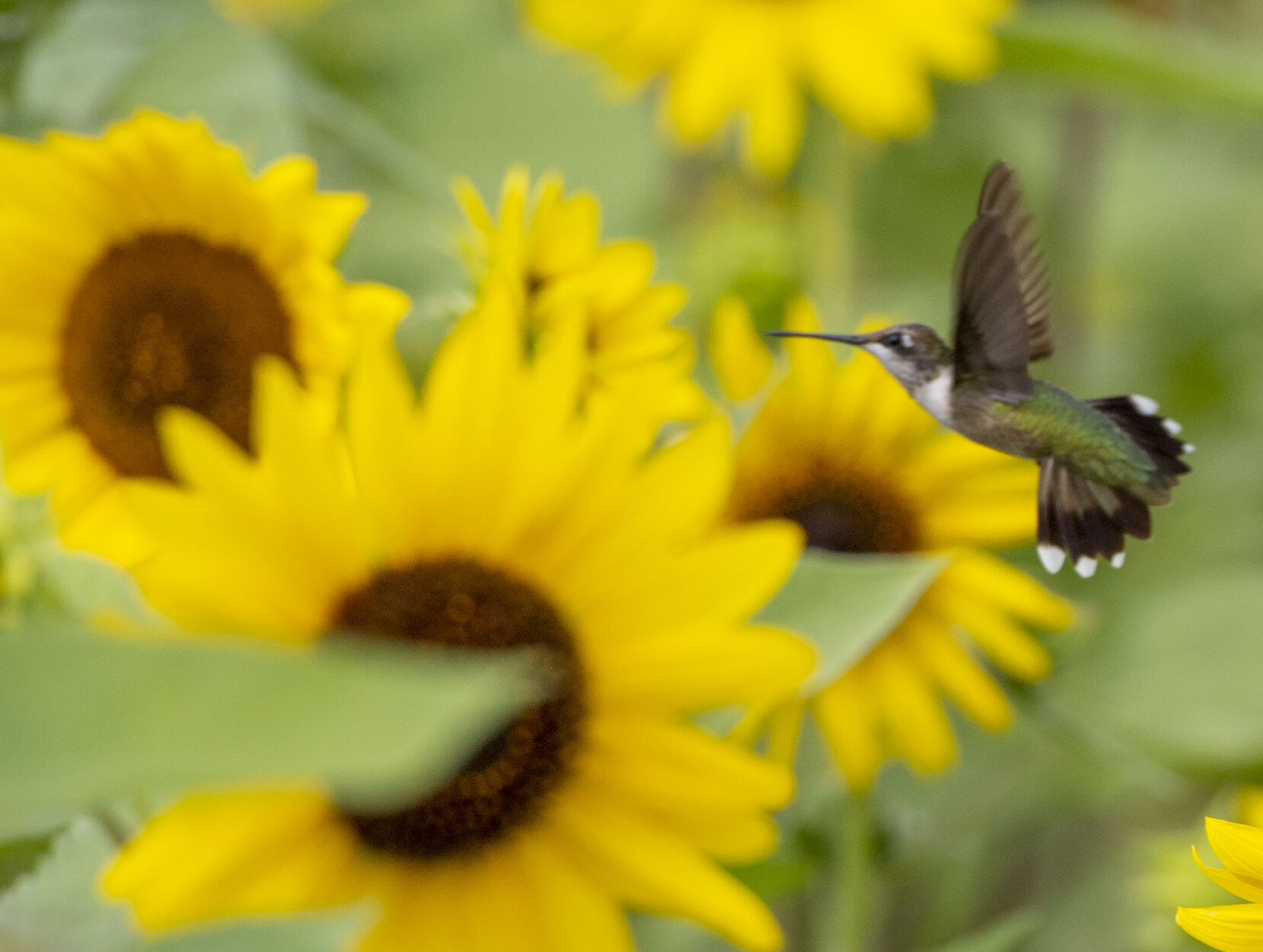 Garden advice: Seedless sunflowers have been around for years, but bird ...