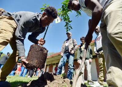 Get one free: Giveaway comes during perfect tree-planting time ...