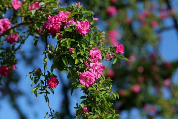 Peggy Martin rose named spring 2023 Louisiana Super Plant ...