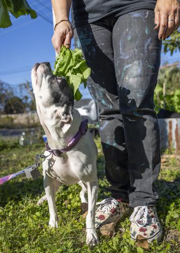 Bulbancha Blooms is a garden in New Orleans' Upper 9th Ward ...