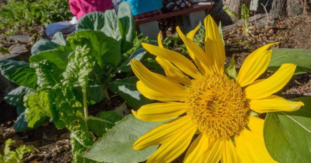 Backyard bounty: Program started by replacing light bulbs now planting ...