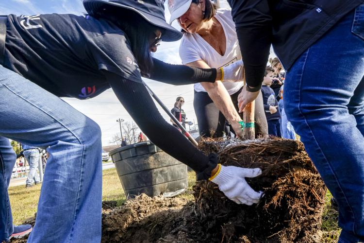 Fall is the time to plant tree and shrubs. Here's why. | Home/Garden ...