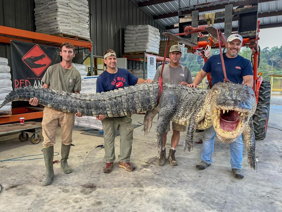 Massive alligator caught in Mississippi is new state record | News ...