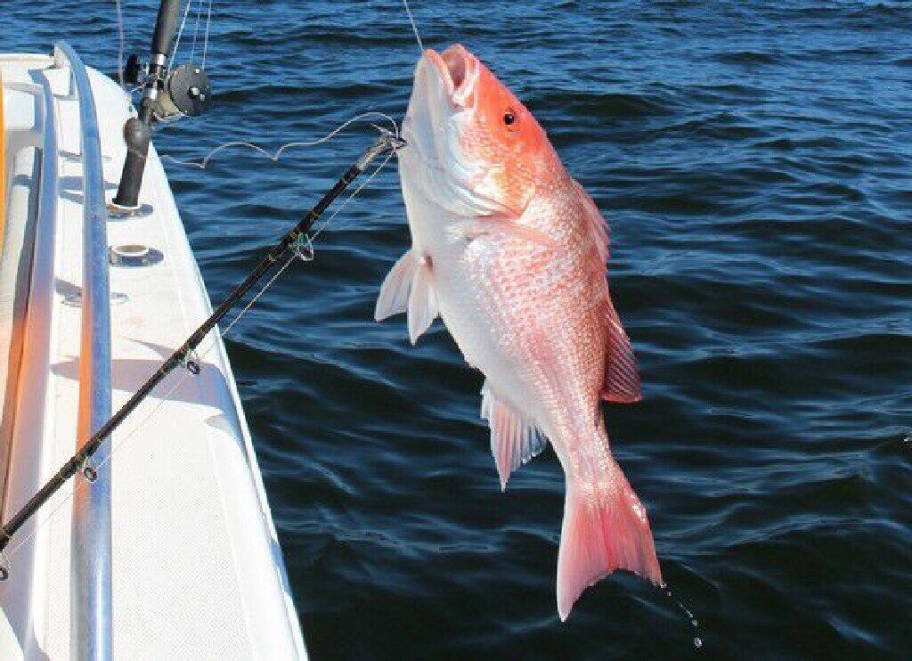How much red snapper did Louisiana anglers catch in 2025? | Environment ...