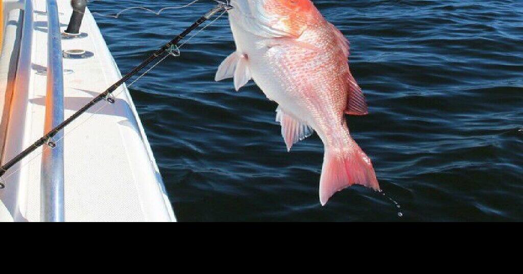 Red snapper season reopening Friday for an 8-day run; see daily limit ...