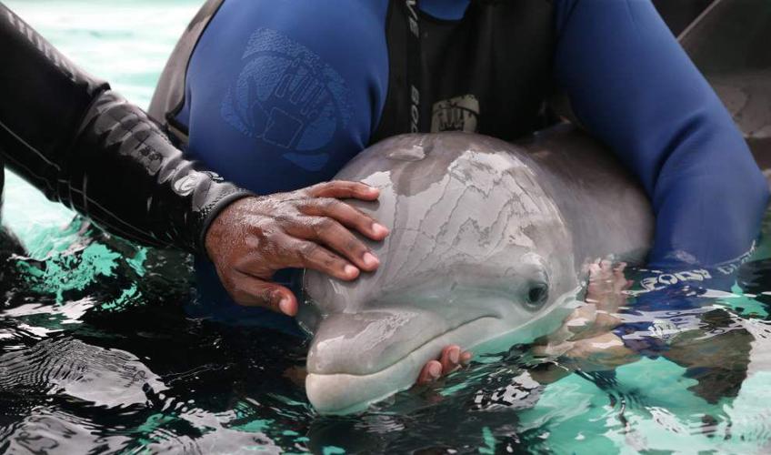 Video: Stranded dolphin now one step closer to being released into wild ...