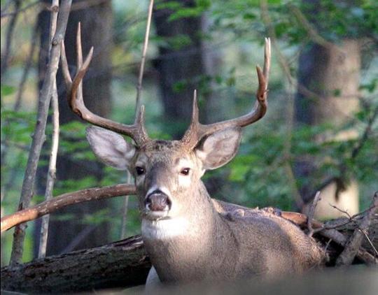 Deer hunting season opens in Louisiana, here's what to know | News ...